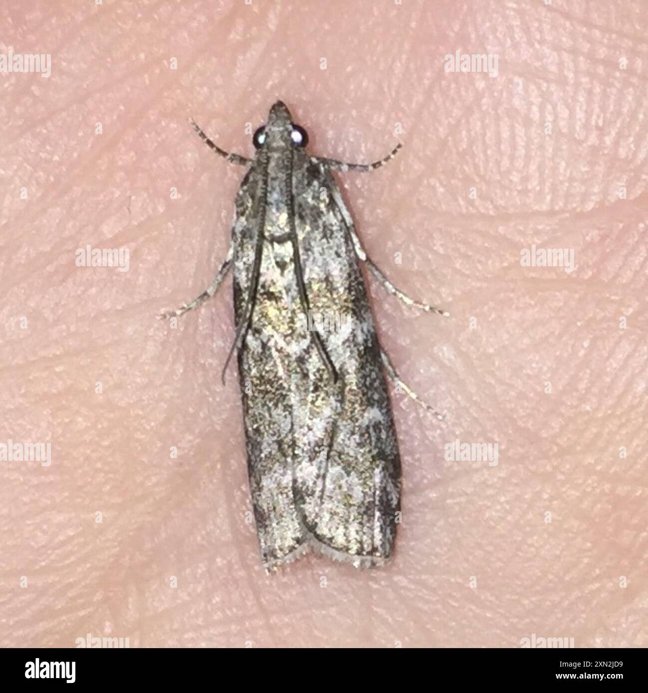 Spruce Coneworm Moth (Dioryctria reniculelloides) Insecta Stock Photo ...