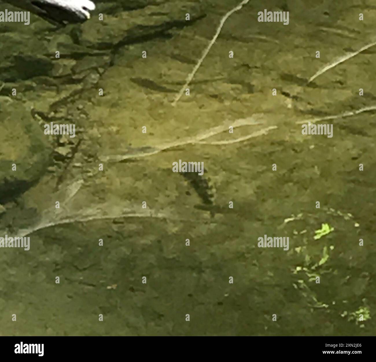 Northern Hog Sucker (Hypentelium nigricans) Actinopterygii Stock Photo ...