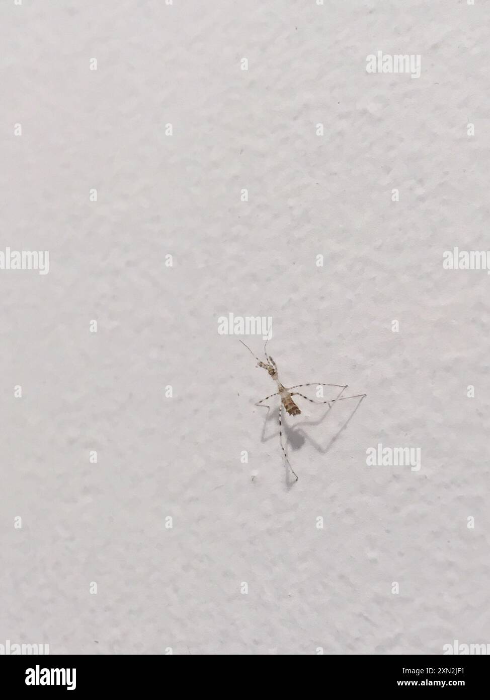 (Stenolemus fraterculus) Insecta Stock Photo - Alamy