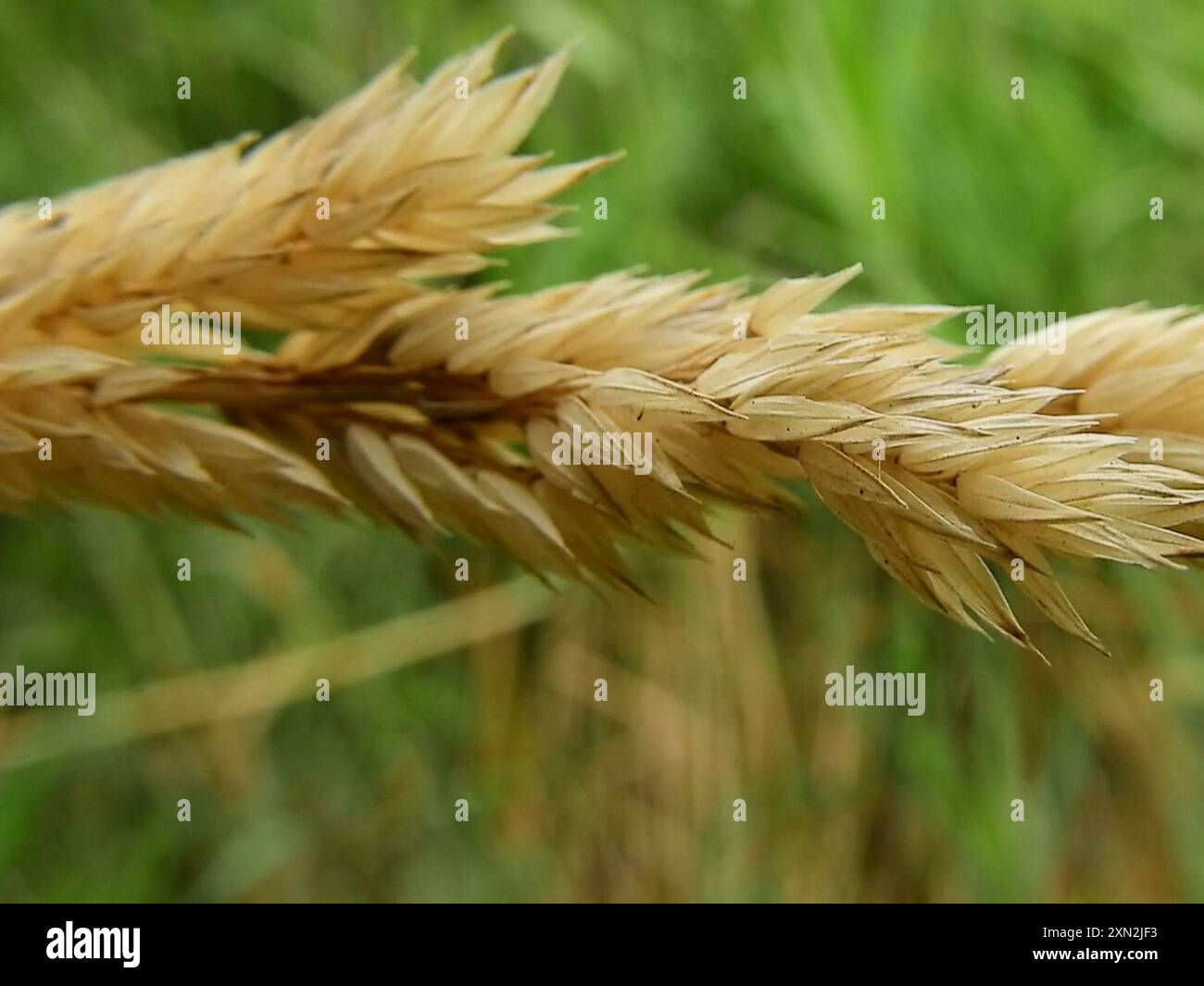 grasses (Poaceae) Plantae Stock Photo - Alamy