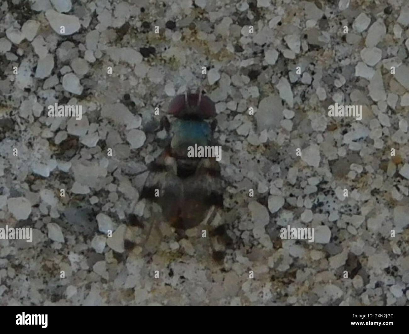 Banded-wing Flies (Chaetopsis) Insecta Stock Photo - Alamy