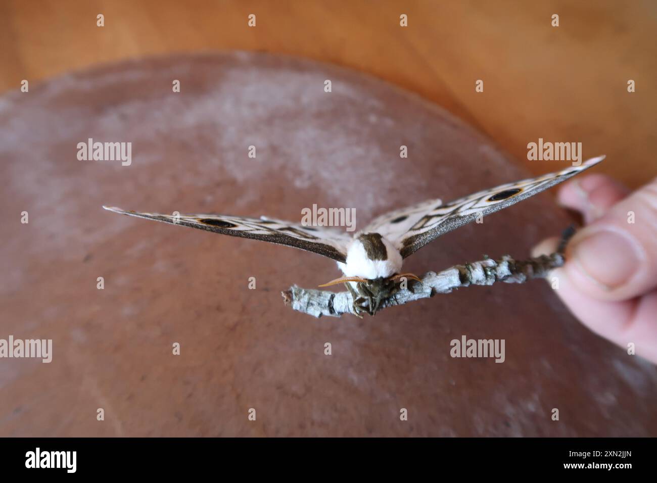 Apollo Marbled Emperor (Heniocha apollonia) Insecta Stock Photo - Alamy