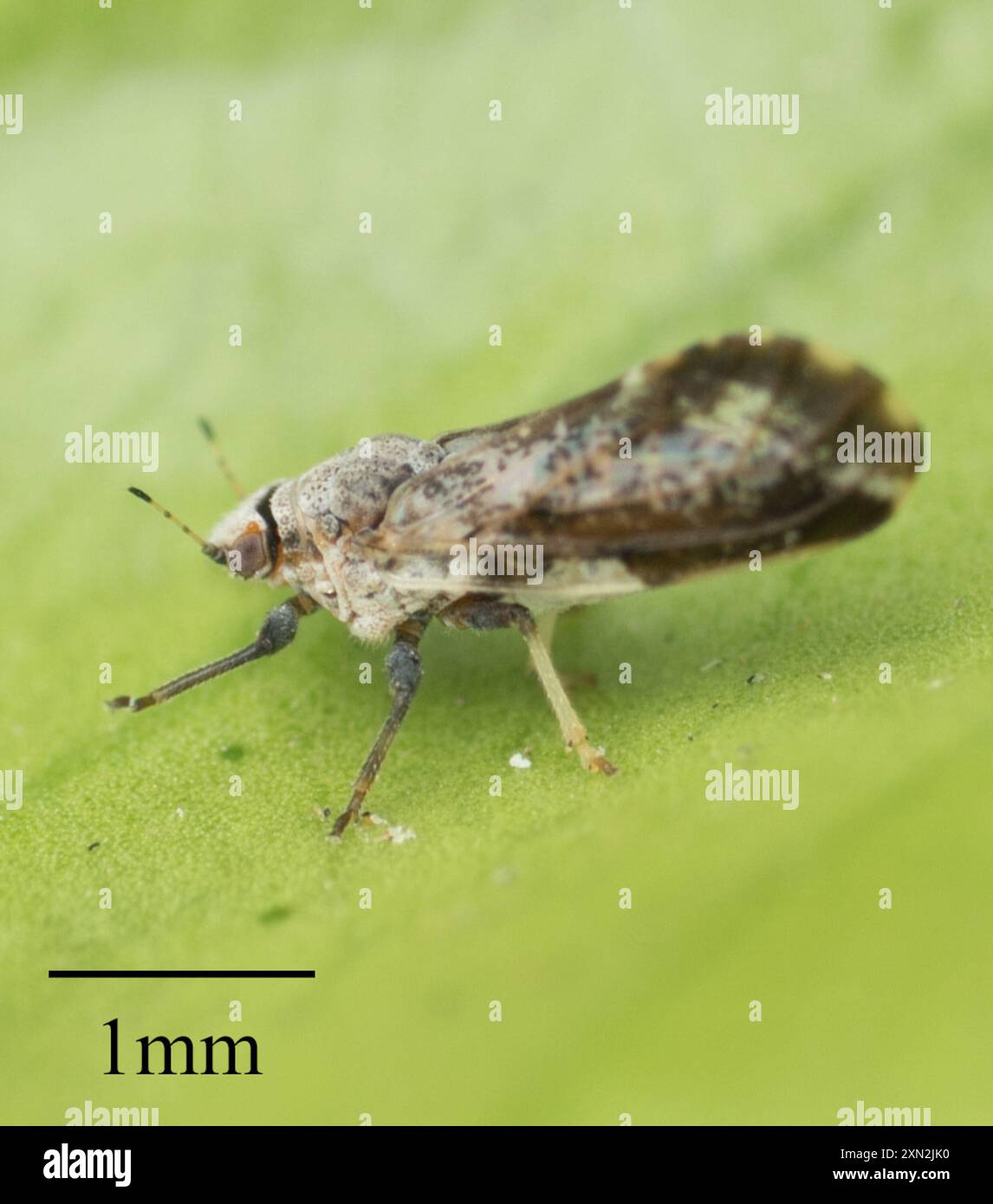 Diaphorina citrus hi-res stock photography and images - Alamy