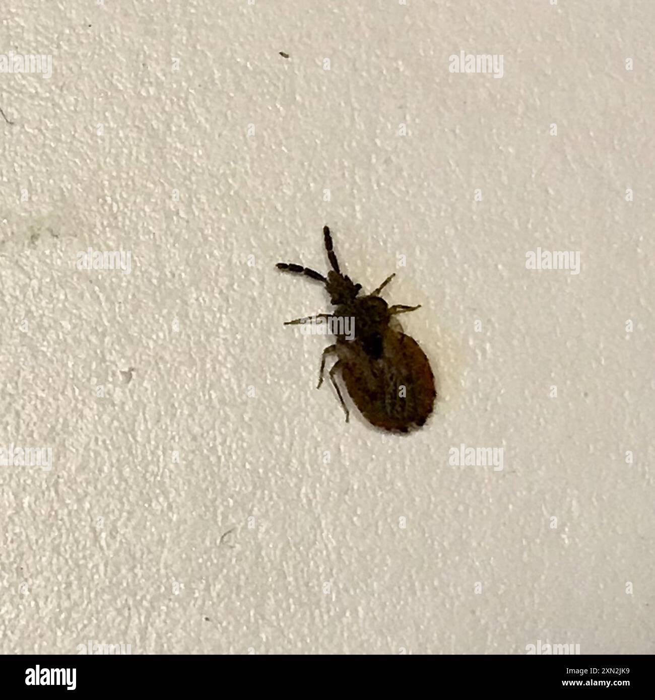 Flat Bugs (Aradidae) Insecta Stock Photo - Alamy
