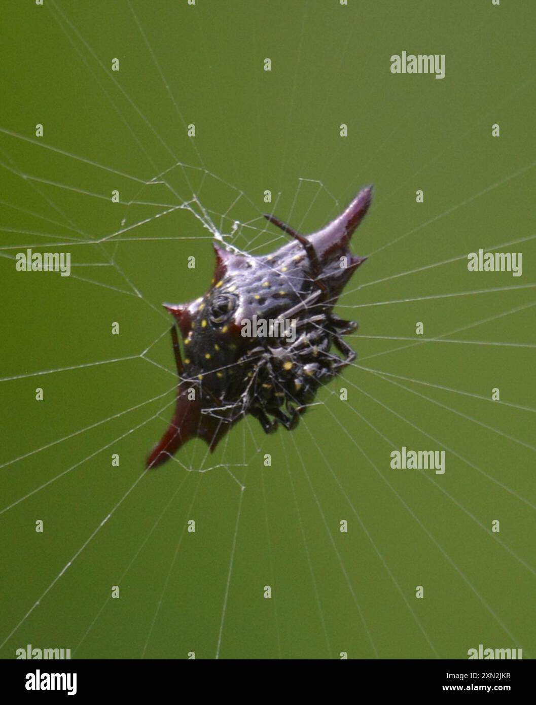 Spiny Orb-Weaver Spider (Gasteracantha diadesmia) Arachnida Stock Photo ...