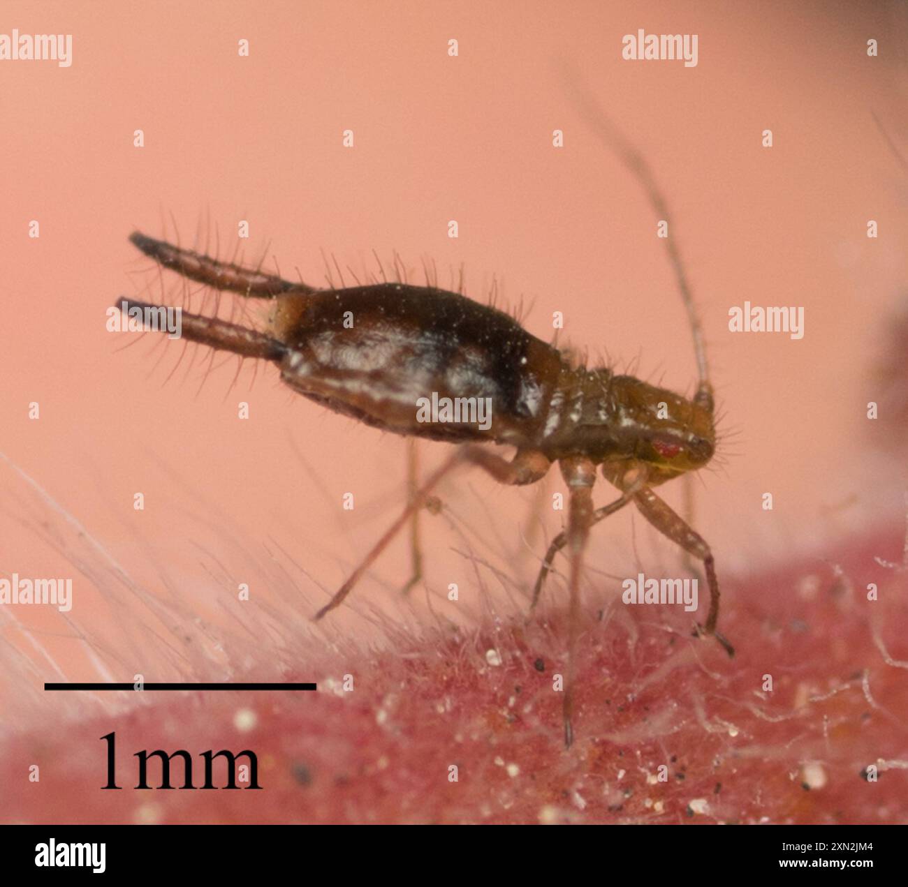 Psidii hi-res stock photography and images - Alamy