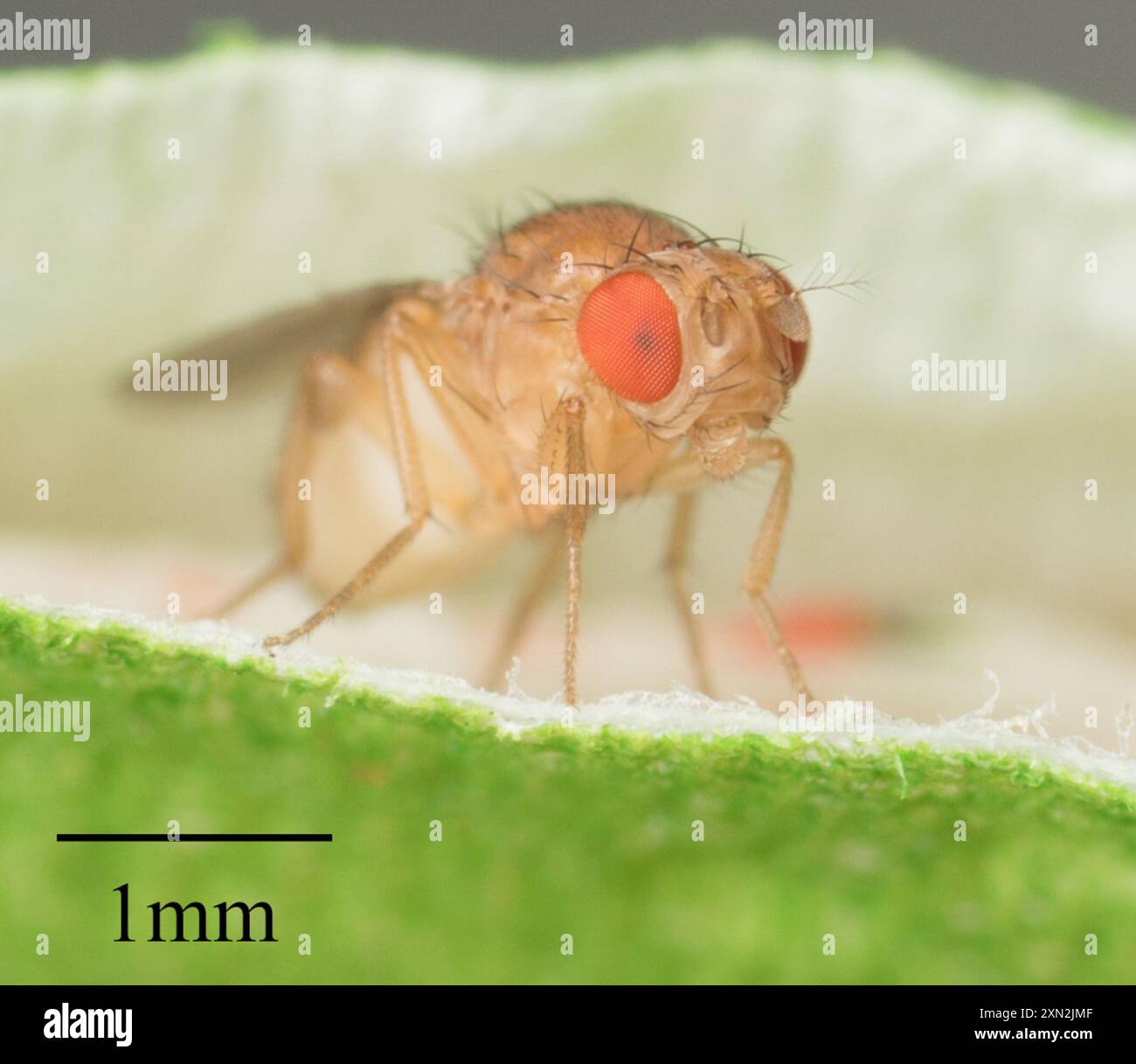 Common Fruit Fly (Drosophila melanogaster) Insecta Stock Photo - Alamy