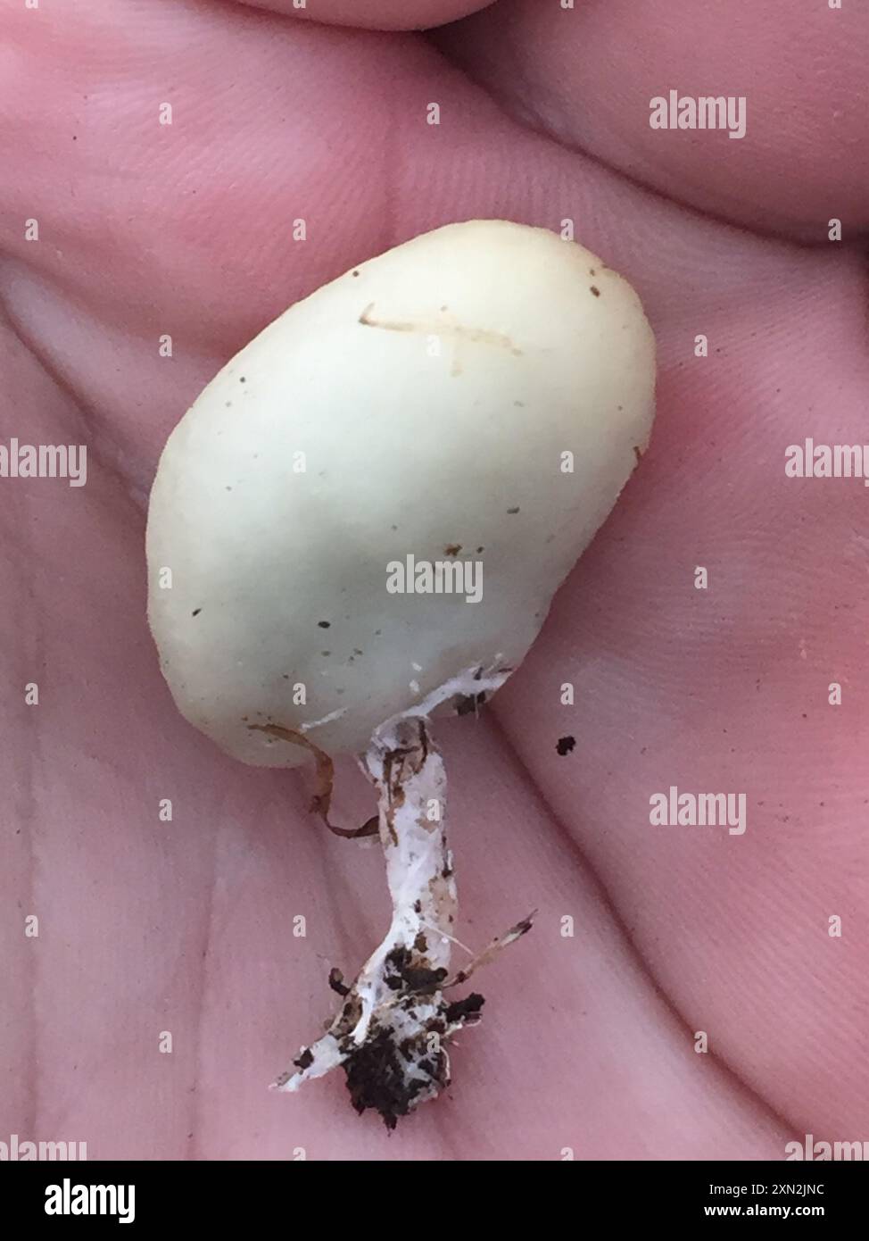 (Psilocybe weraroa) Fungi Stock Photo - Alamy