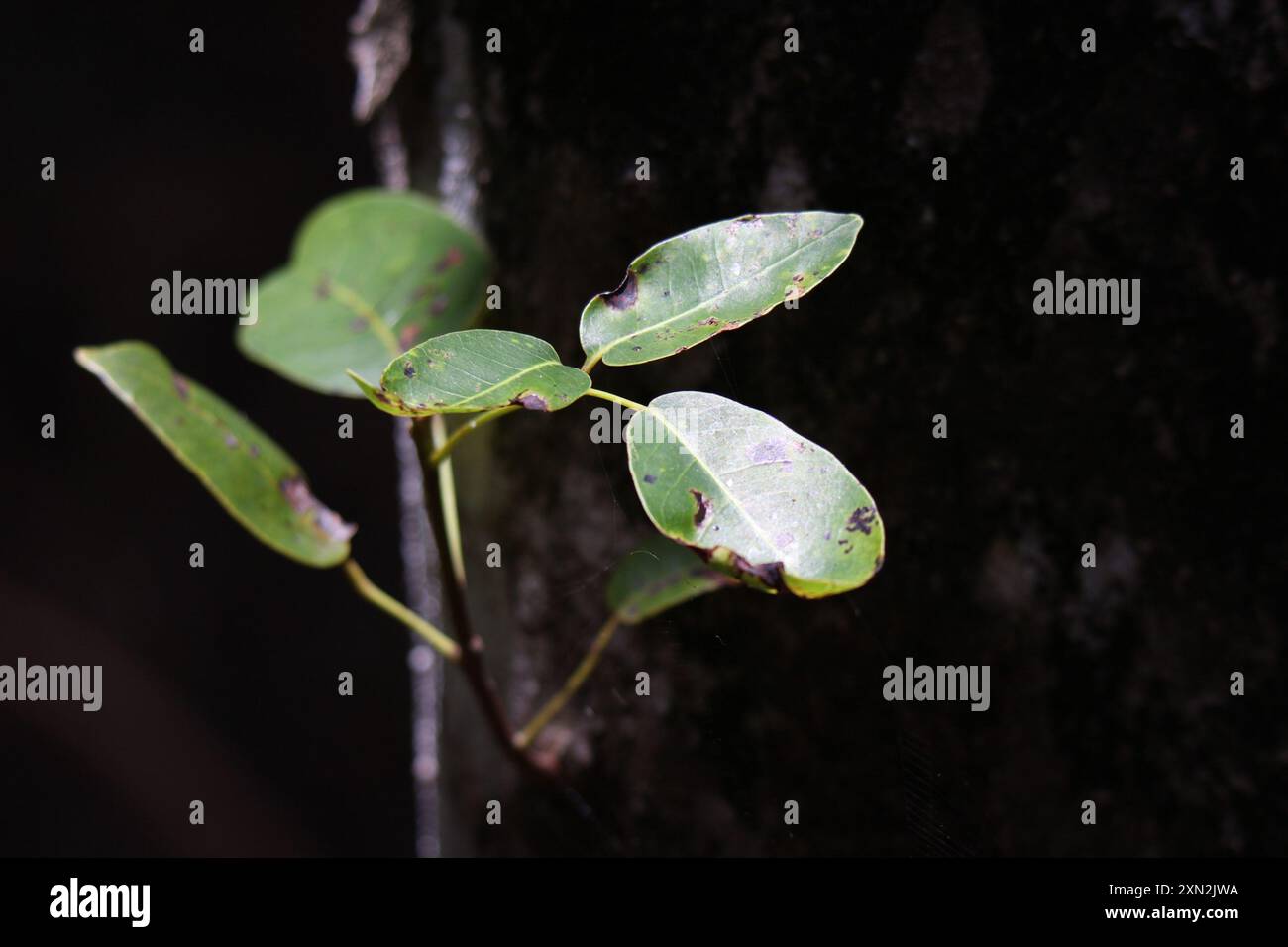 Poisonwood (Metopium toxiferum) Plantae Stock Photo - Alamy
