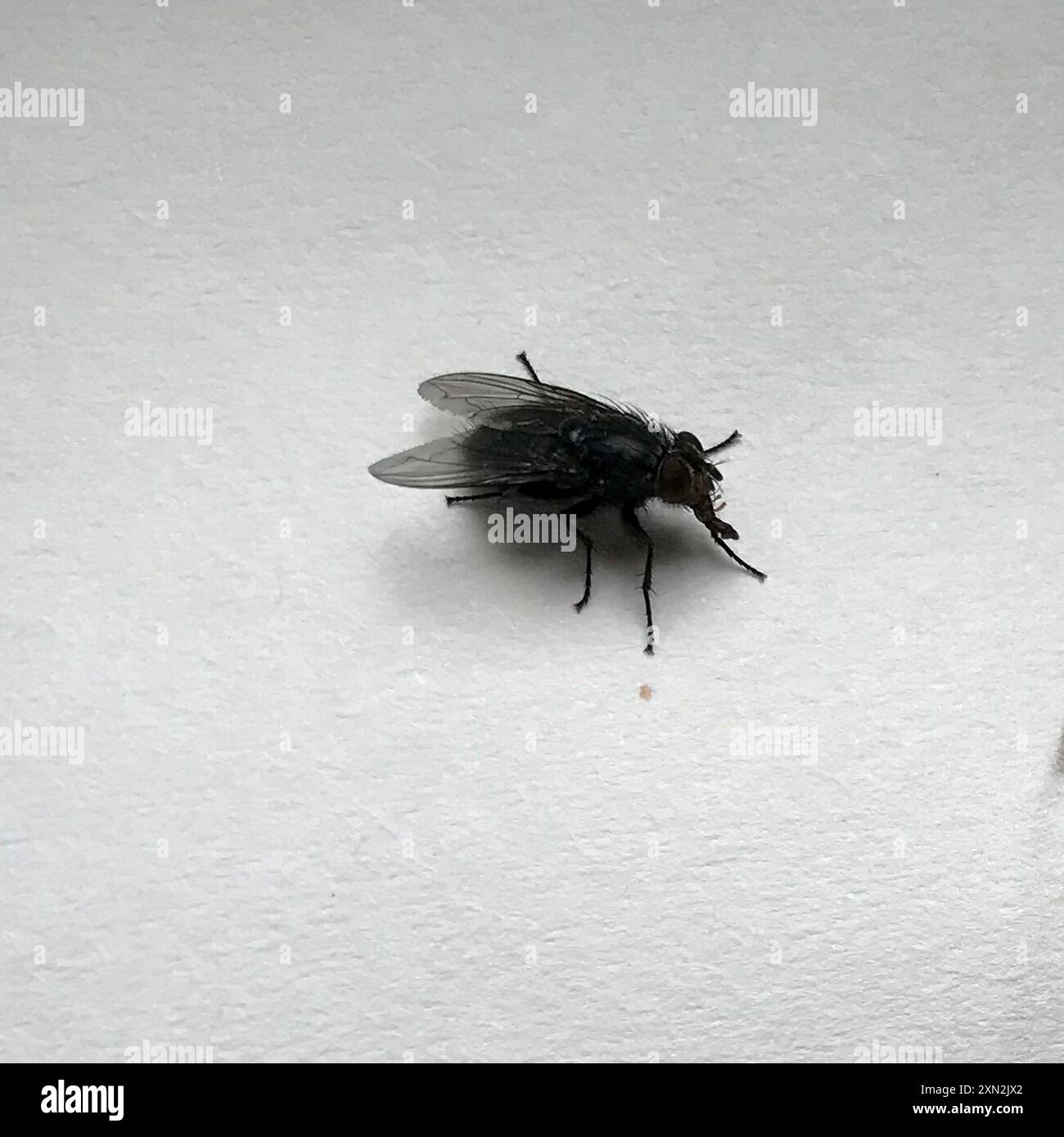 Bluebottle Flies (Calliphora) Insecta Stock Photo - Alamy