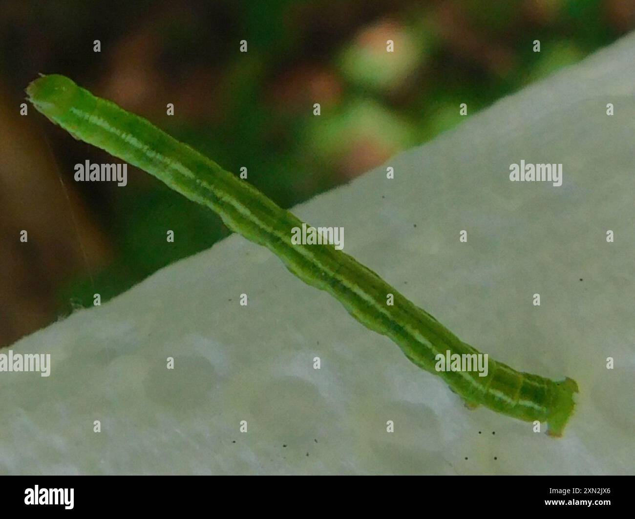 Geometer Moths (Geometridae) Insecta Stock Photo - Alamy