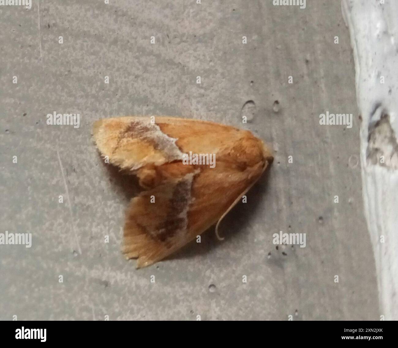 Yellow-shouldered Slug Moth (Lithacodes fasciola) Insecta Stock Photo ...