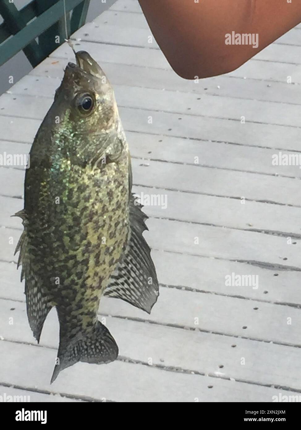 Black Crappie (Pomoxis nigromaculatus) Actinopterygii Stock Photo - Alamy