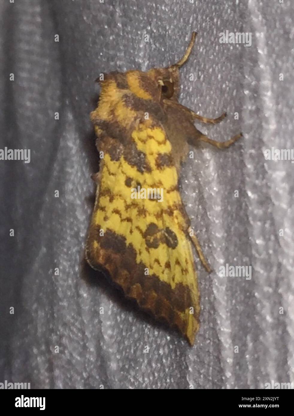 Golden Borer Moth (Papaipema cerina) Insecta Stock Photo - Alamy