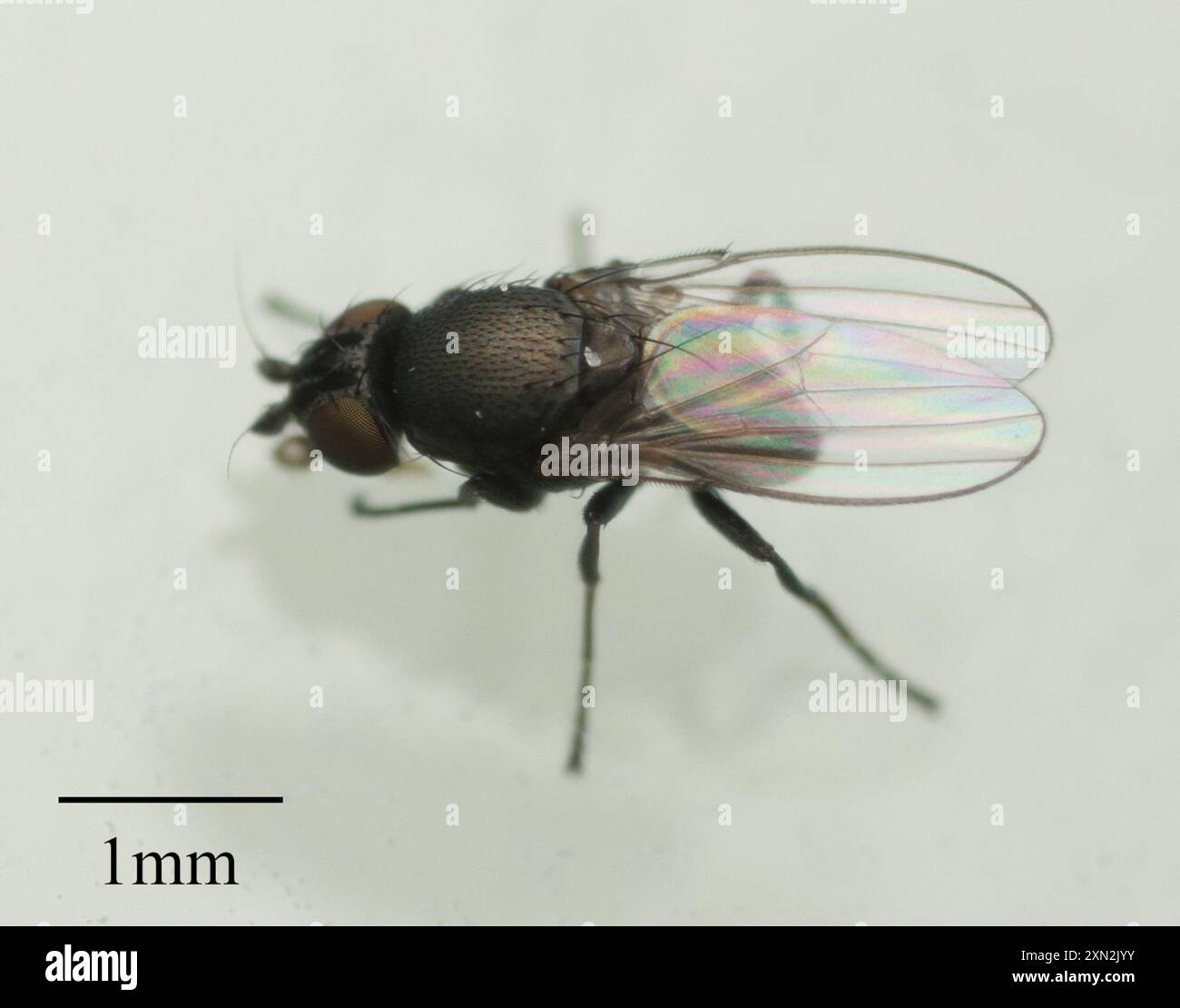 Freeloader Flies (Milichiidae) Insecta Stock Photo - Alamy