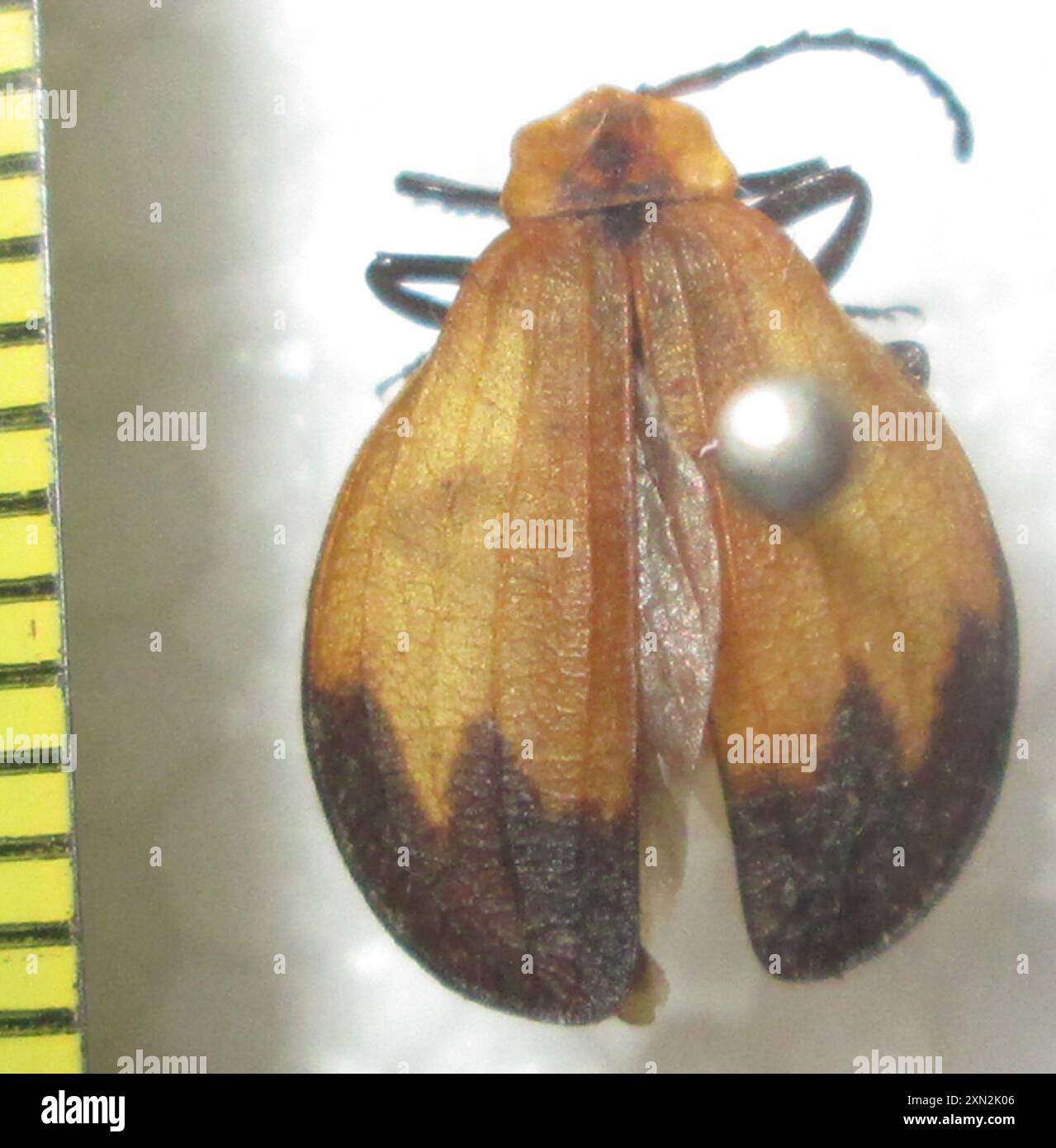 Net-winged Beetles (Lycidae) Insecta Stock Photo - Alamy