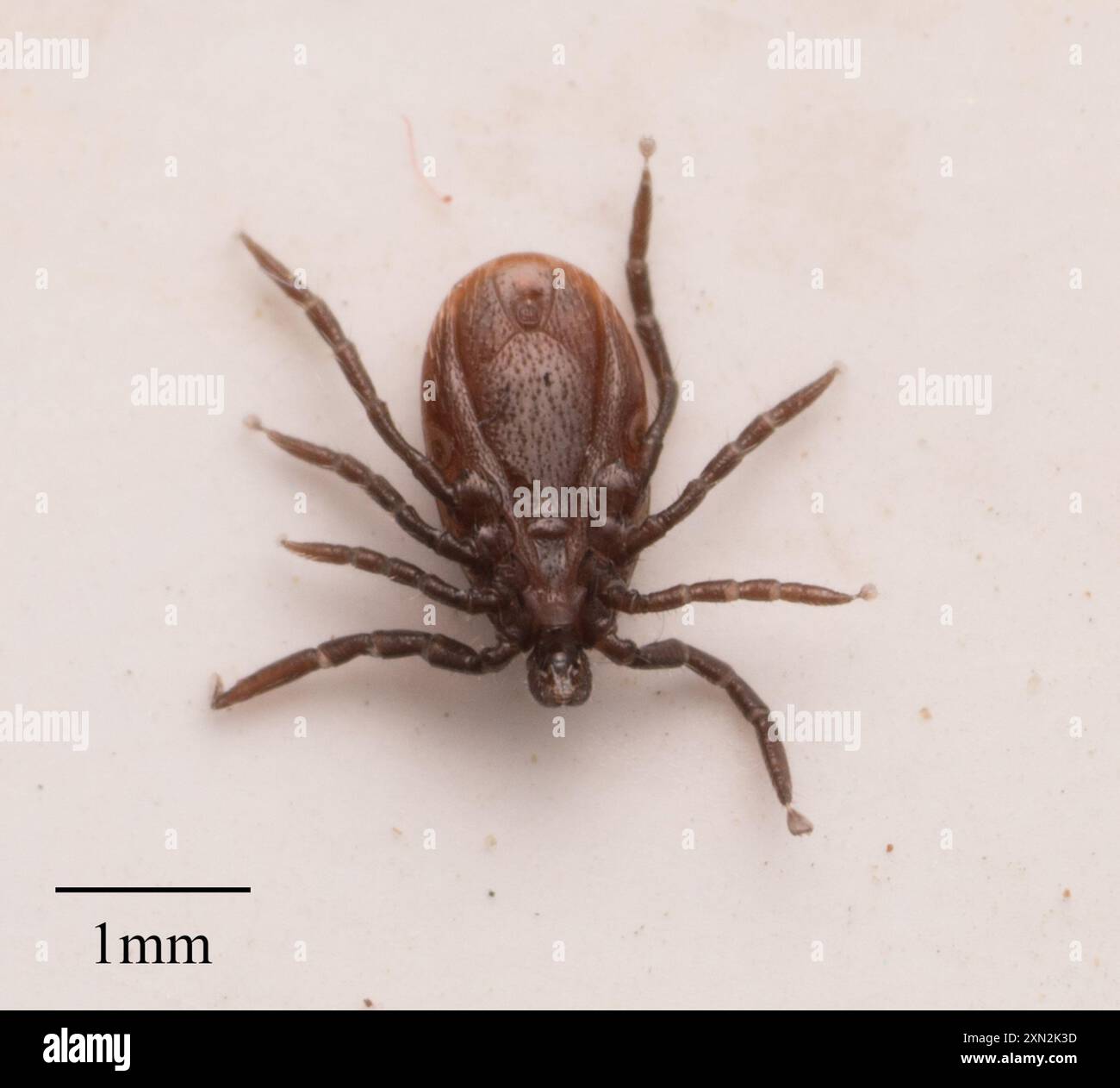 Western Black-legged Tick (Ixodes pacificus) Arachnida Stock Photo - Alamy