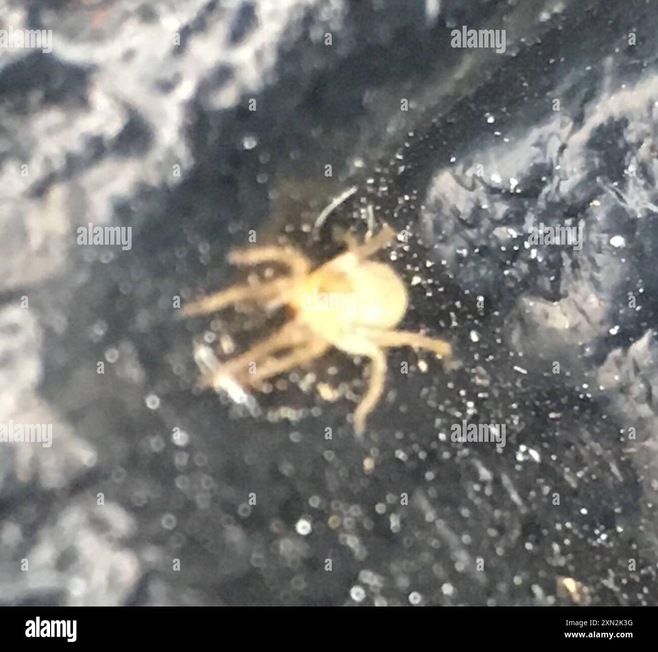 Ghost Spiders (Anyphaenidae) Arachnida Stock Photo - Alamy