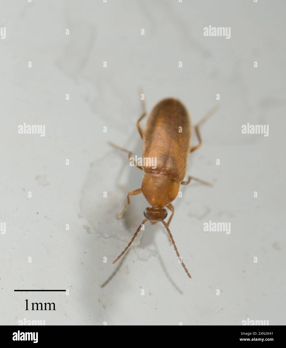 False Flower Beetles (Scraptiidae) Insecta Stock Photo - Alamy