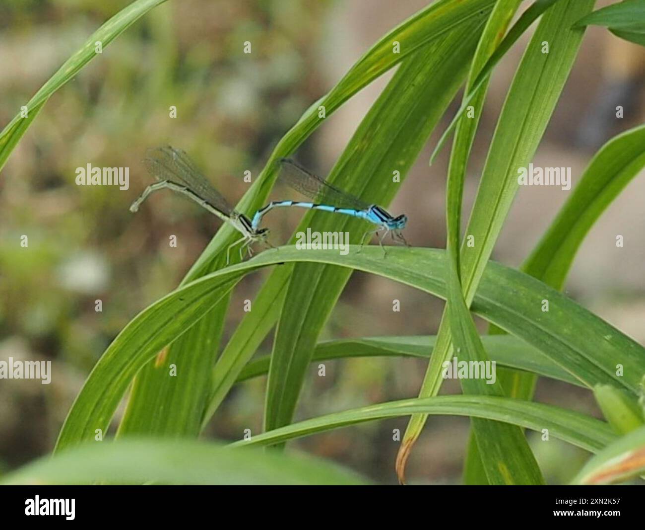 Big Bluet (Enallagma durum) Insecta Stock Photo - Alamy