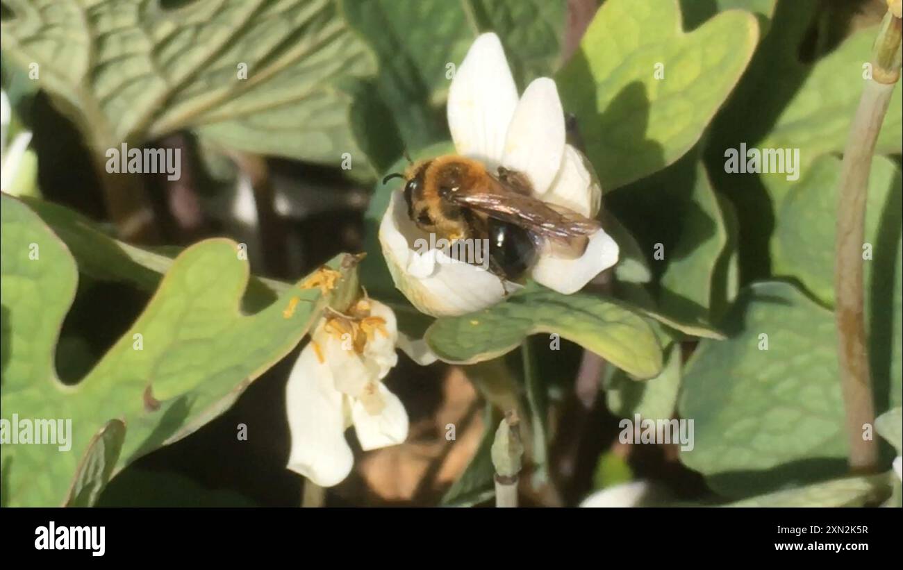Dunning's Miner (Andrena dunningi) Insecta Stock Photo - Alamy