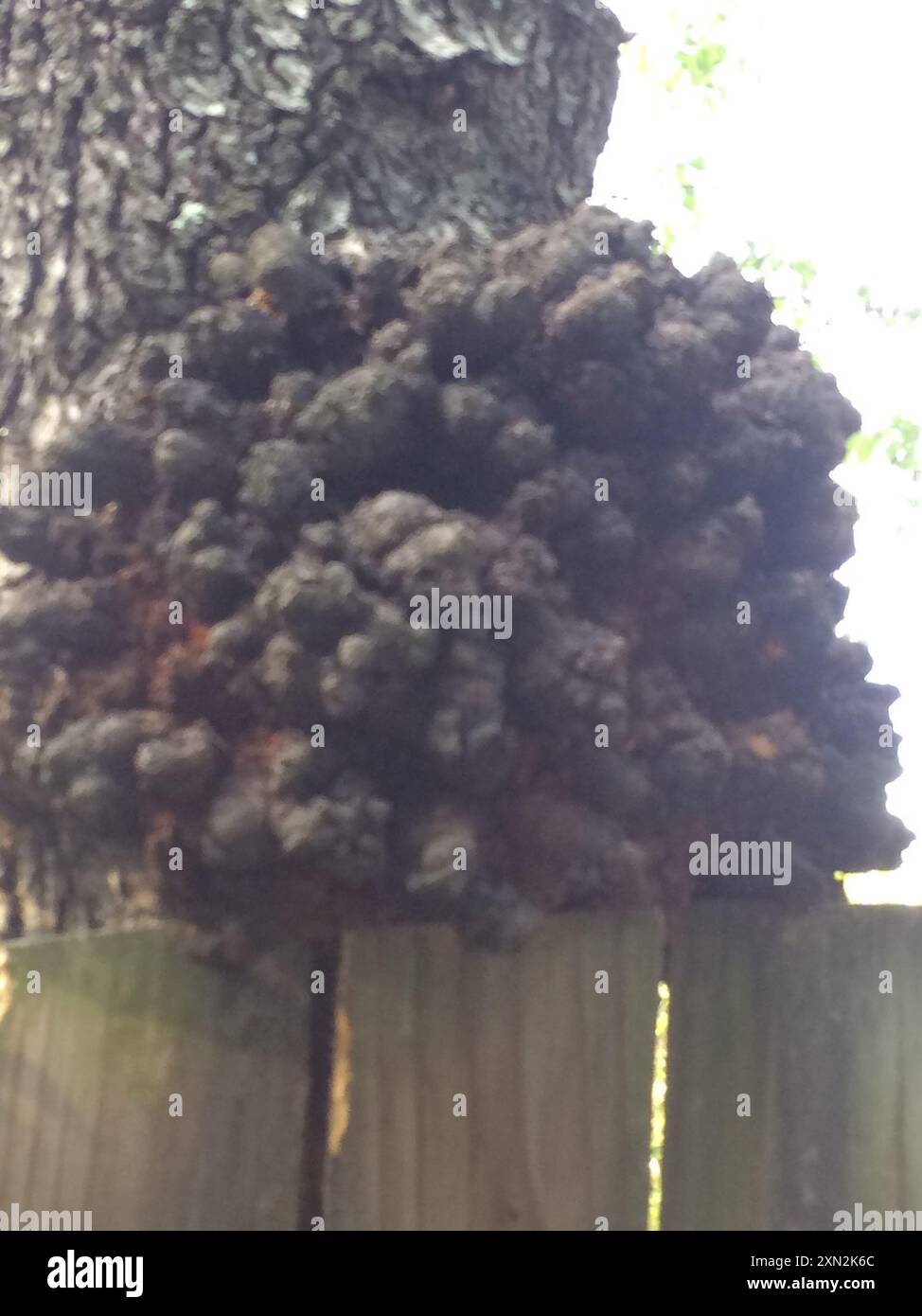 bacterial crown gall (Agrobacterium radiobacter Stock Photo - Alamy