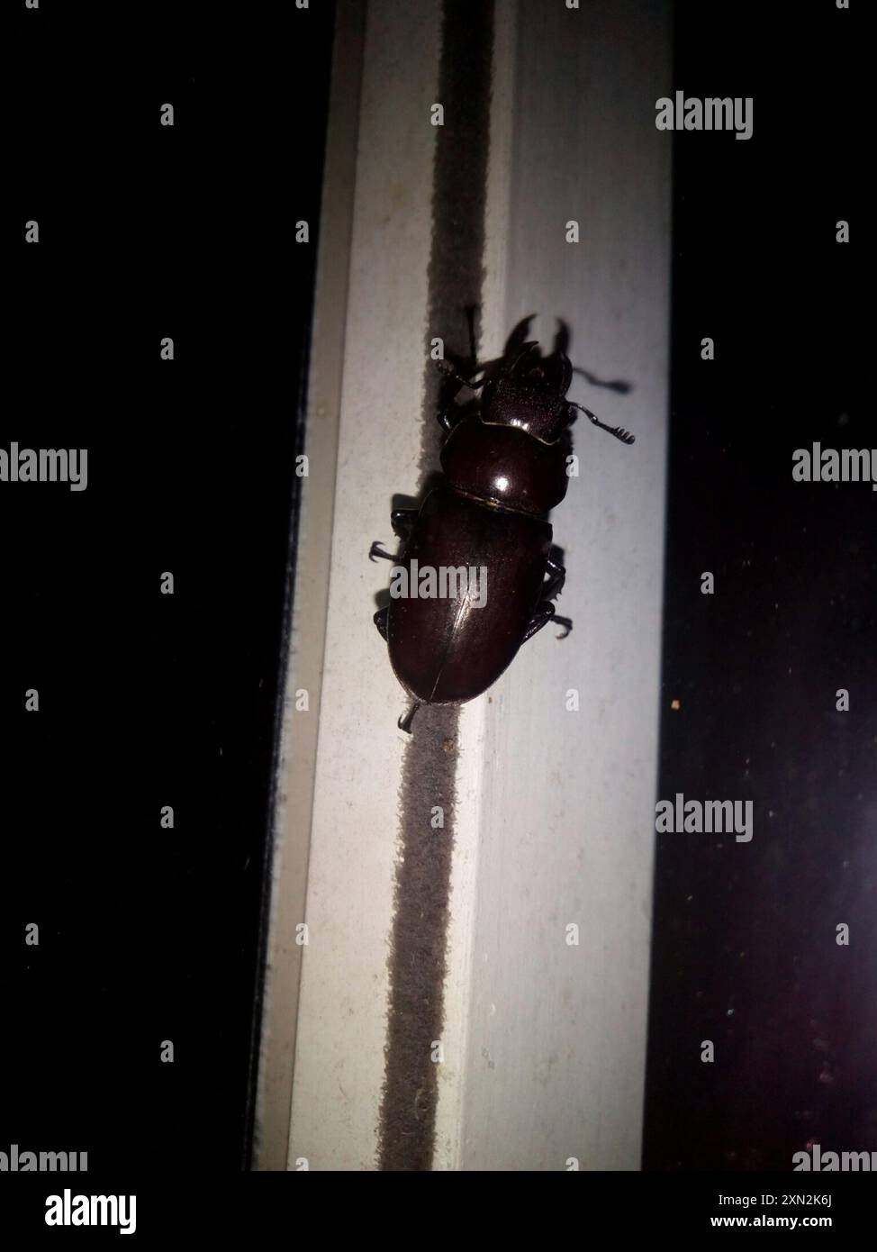 Giant Stag Beetle (Lucanus elaphus) Insecta Stock Photo - Alamy