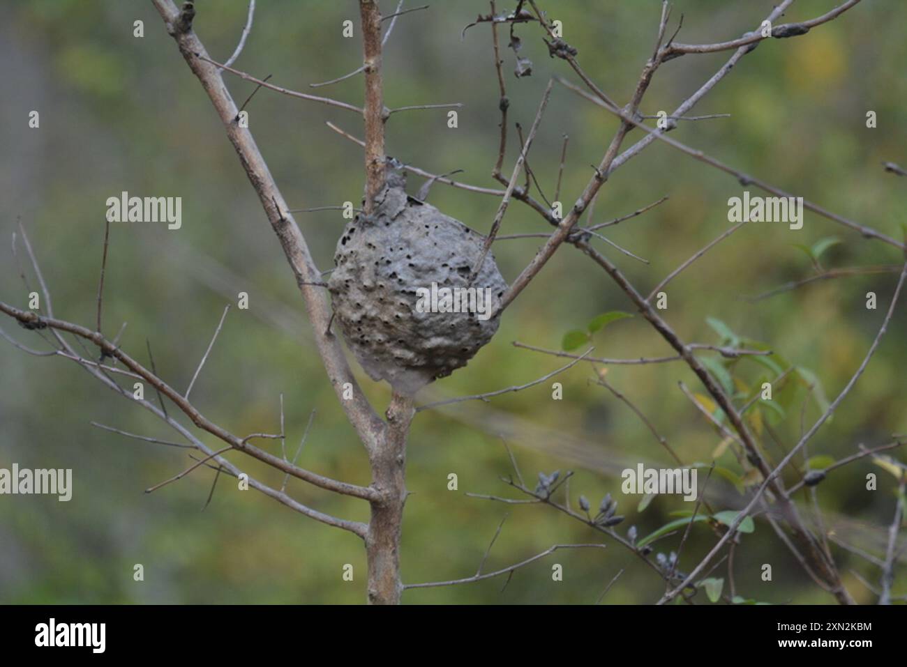Ants, Bees, and Stinging Wasps (Aculeata) Insecta Stock Photo - Alamy