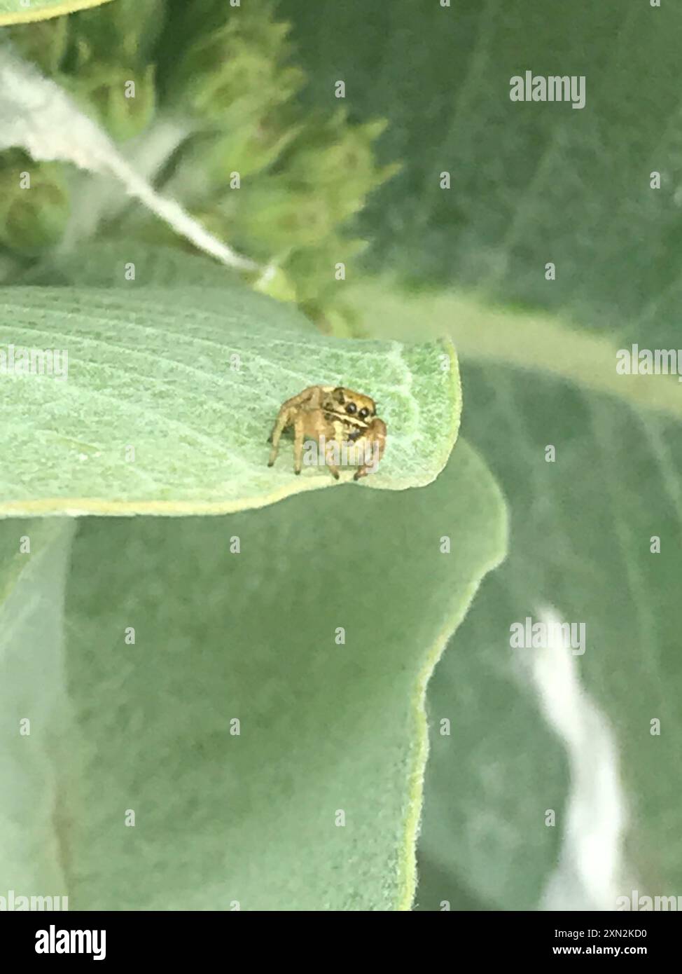 Apache Jumping Spider (Phidippus apacheanus) Arachnida Stock Photo - Alamy