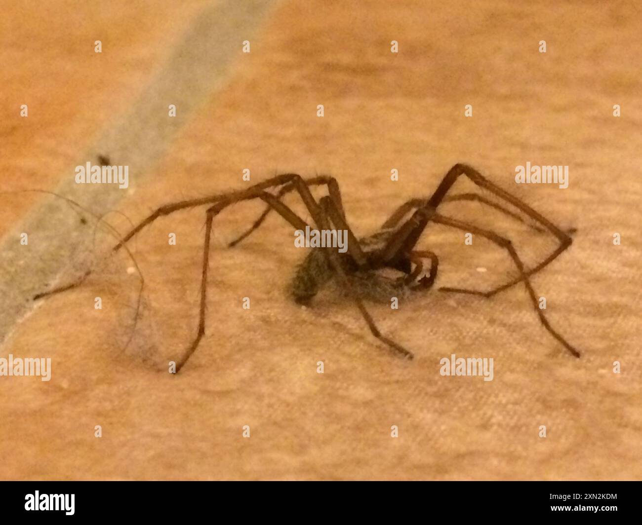 Giant House Spider (Eratigena atrica) Arachnida Stock Photo - Alamy