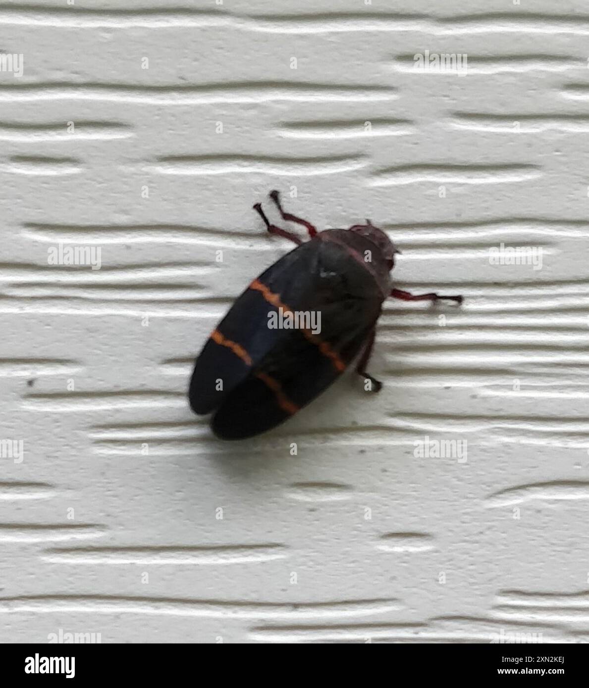 Two-lined Spittlebug (Prosapia bicincta) Insecta Stock Photo - Alamy