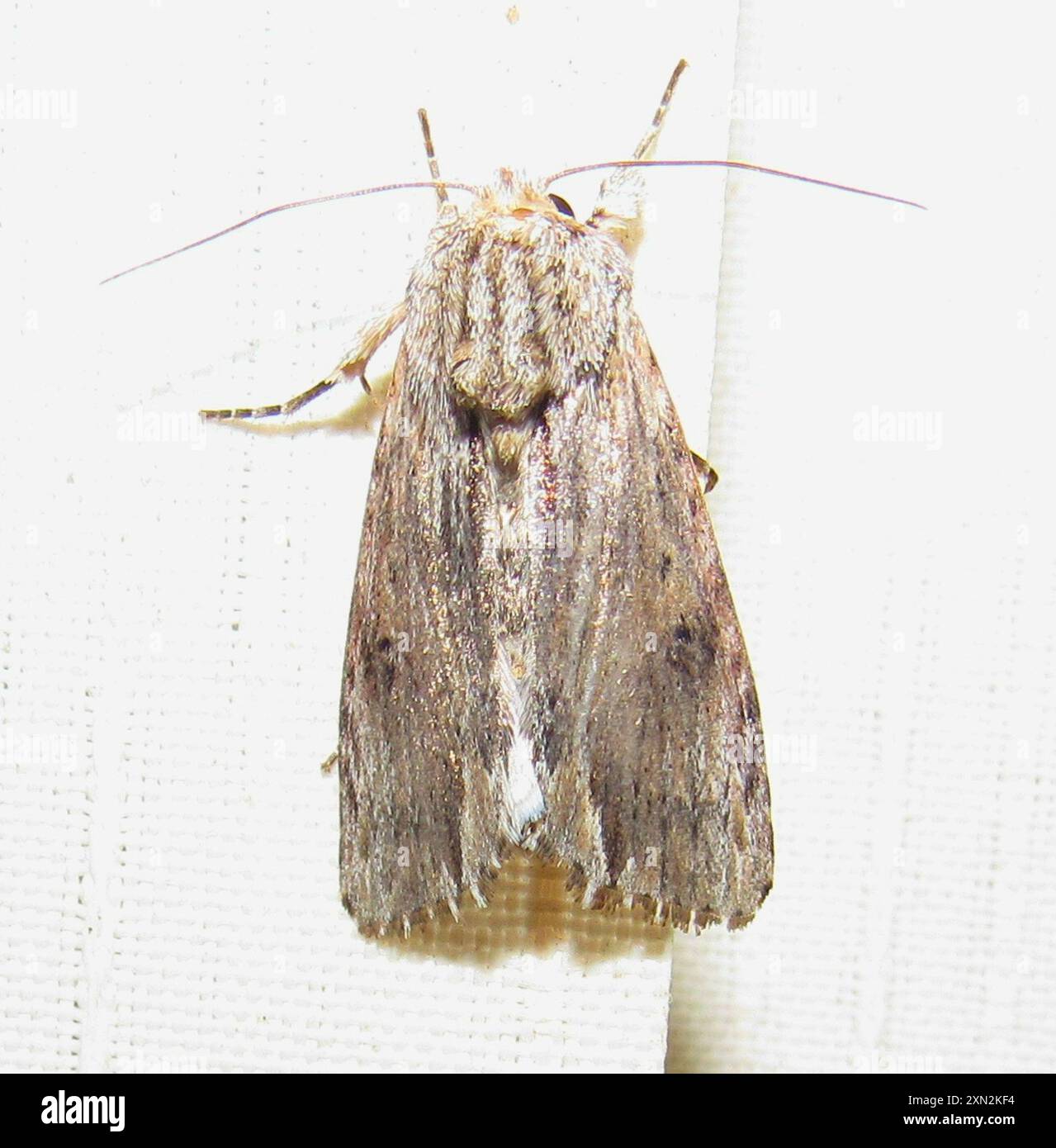 Southern Armyworm Moth (Spodoptera eridania) Insecta Stock Photo - Alamy