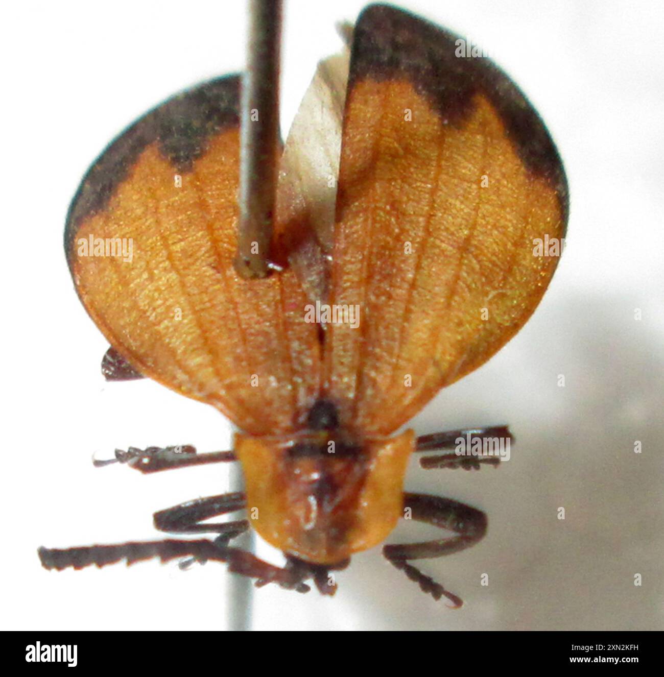 Net-winged Beetles (Lycidae) Insecta Stock Photo - Alamy