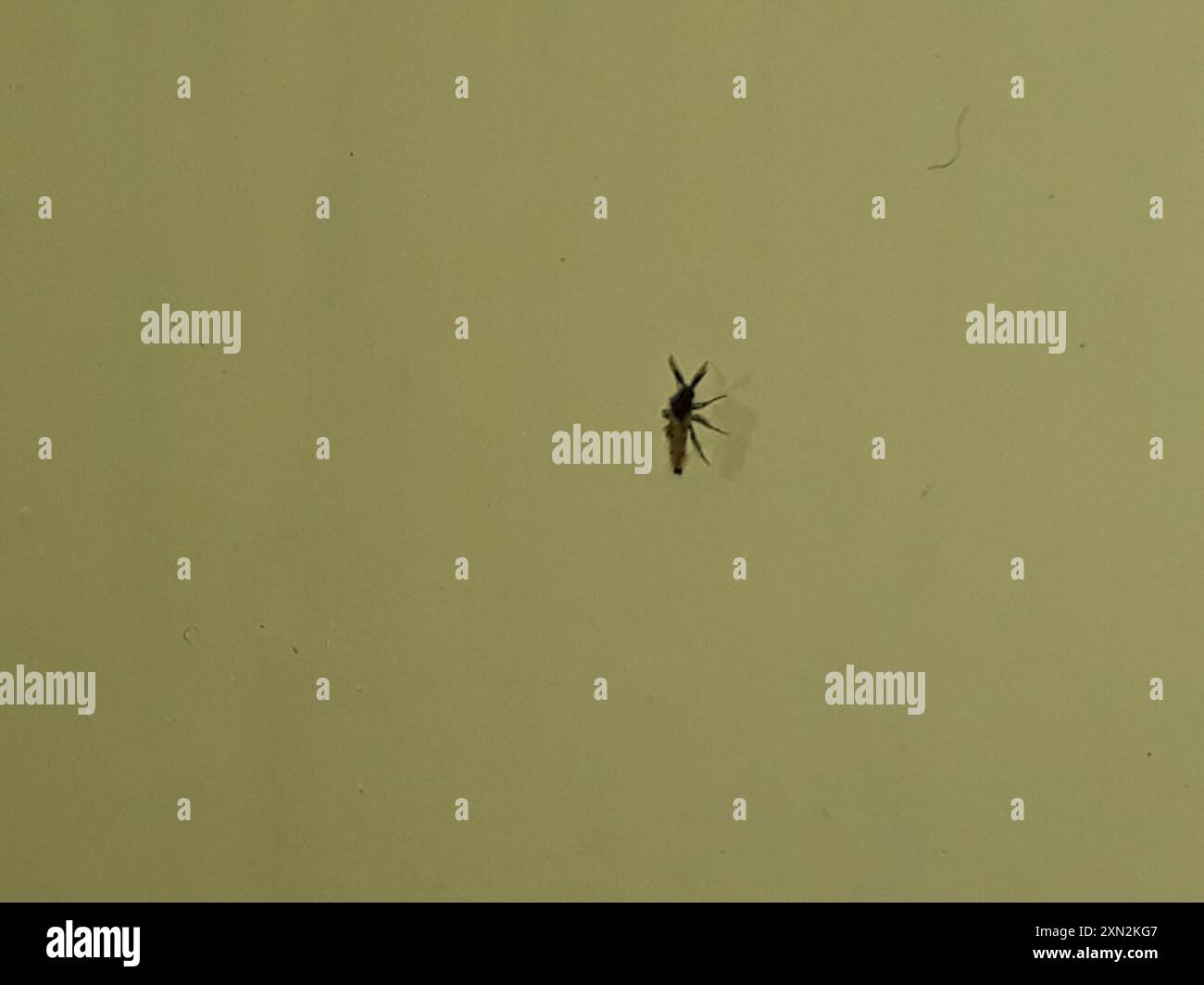 Biting Midges (Ceratopogonidae) Insecta Stock Photo - Alamy