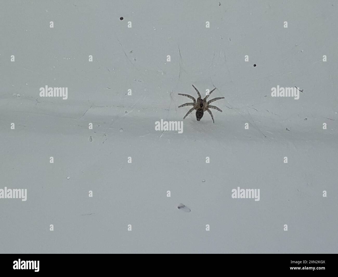 Oecobius navus hi-res stock photography and images - Alamy