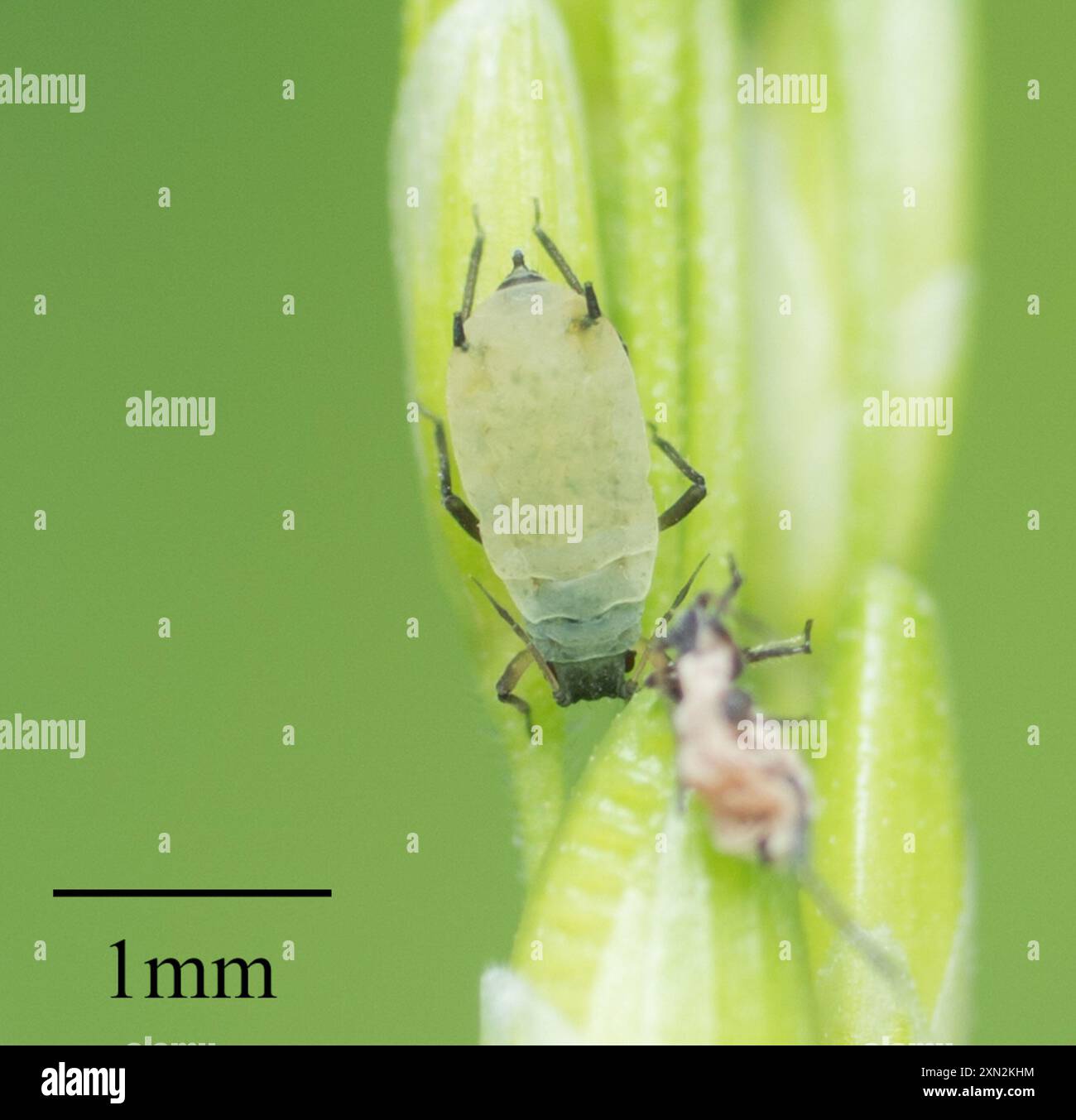 Corn Leaf Aphid (Rhopalosiphum maidis) Insecta Stock Photo - Alamy