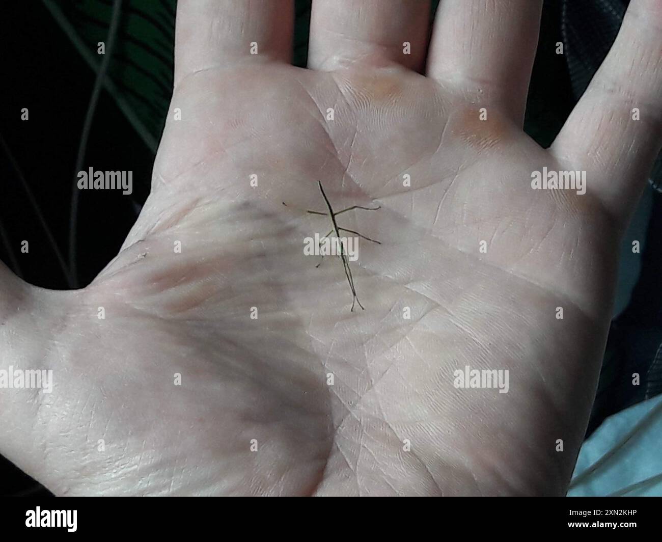 Stick Insects (Phasmida) Insecta Stock Photo - Alamy