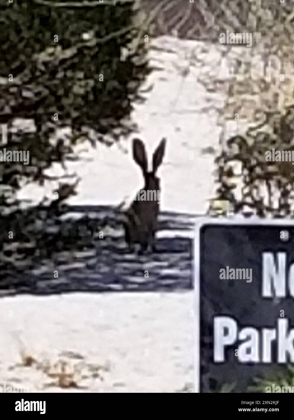 Black-tailed Jackrabbit (Lepus californicus) Mammalia Stock Photo - Alamy