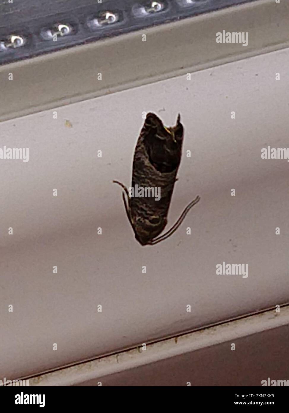 Codling Moth (Cydia pomonella) Insecta Stock Photo - Alamy