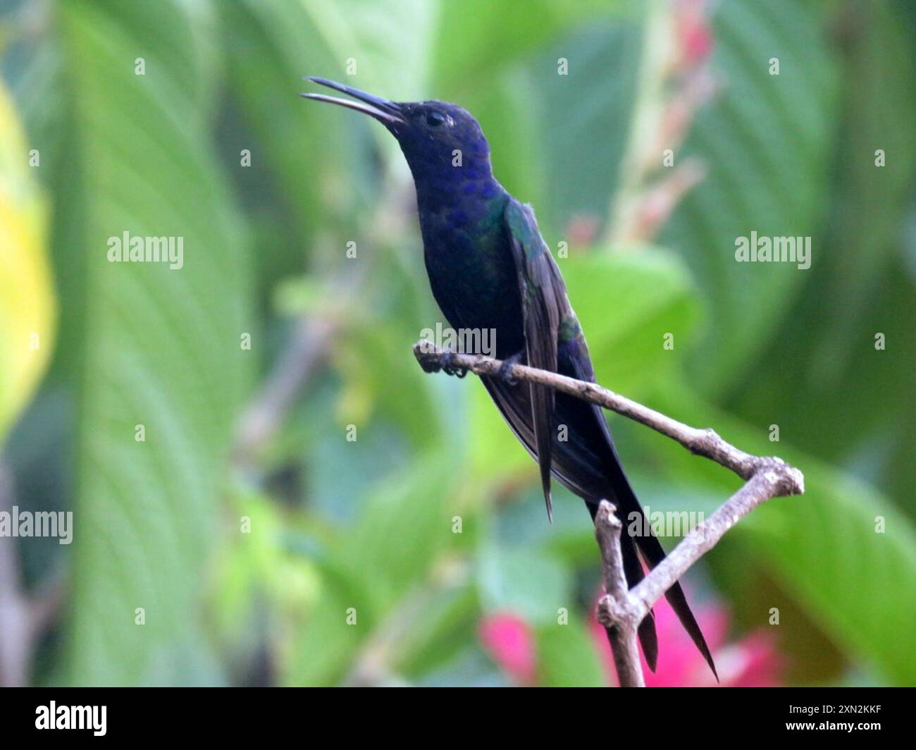 Swallow-tailed Hummingbird (Eupetomena macroura) Aves Stock Photo - Alamy