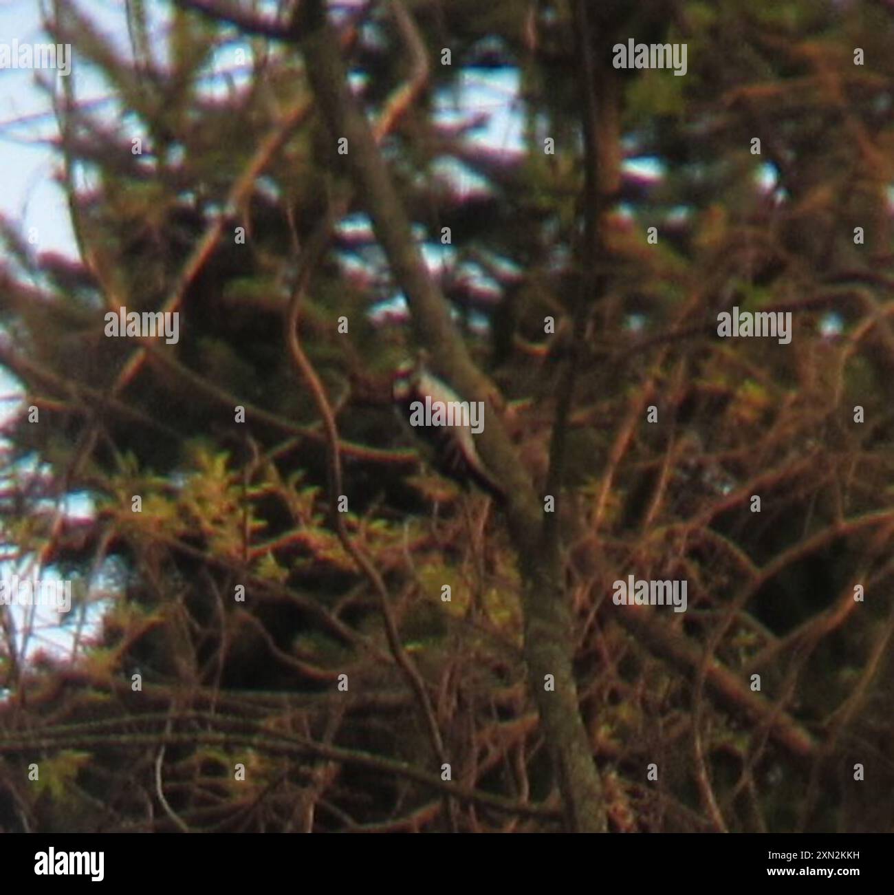 Dryobates Woodpeckers (Dryobates) Aves Stock Photo - Alamy