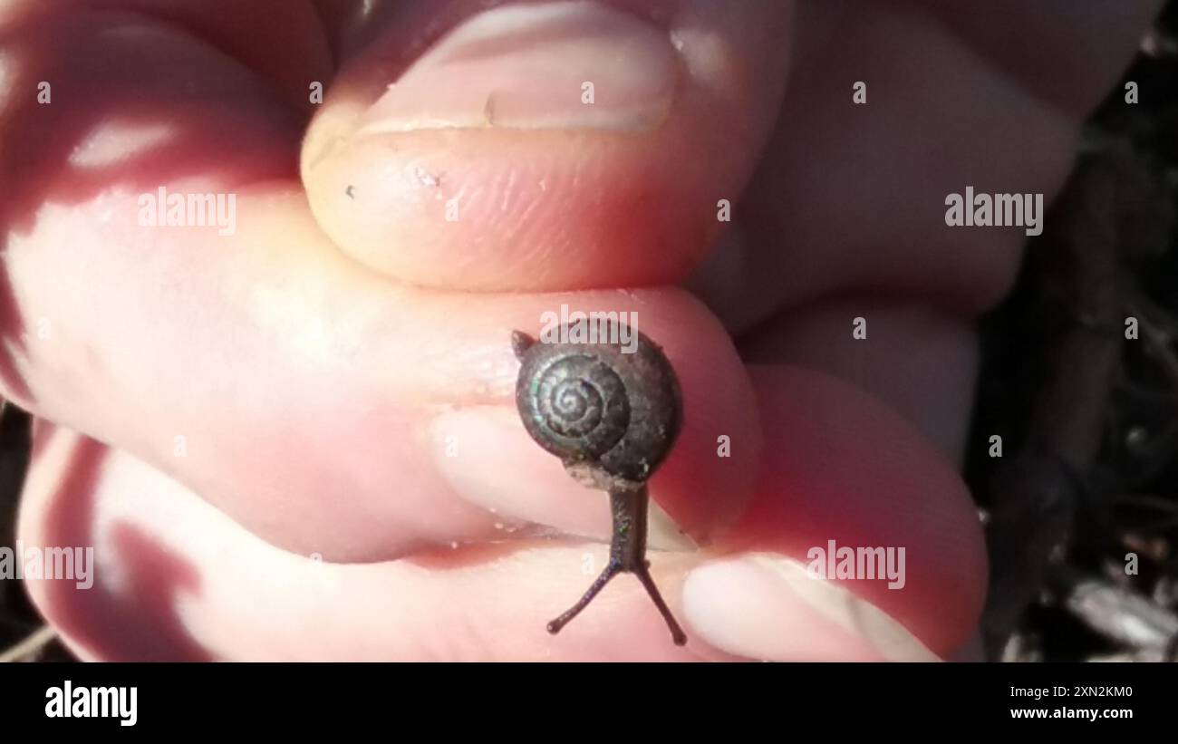 Gastropods (Gastropoda) Mollusca Stock Photo - Alamy