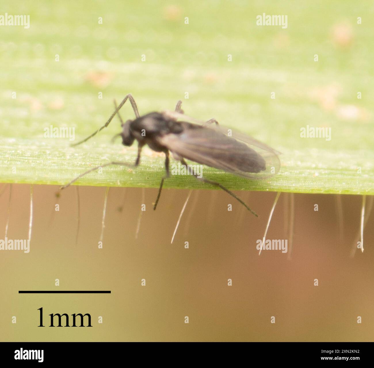Non-biting Midges (Chironomidae) Insecta Stock Photo - Alamy
