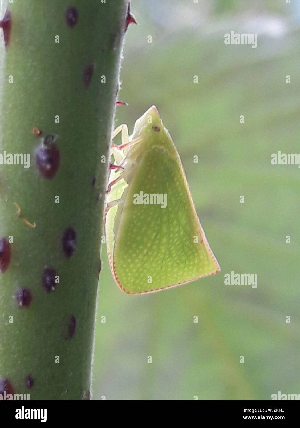 Torpedo Bug (Siphanta acuta) Insecta Stock Photo - Alamy