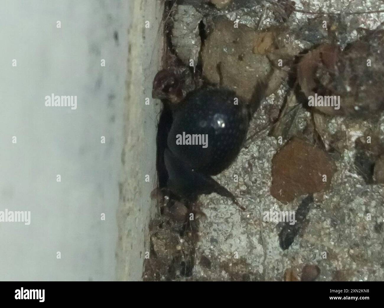 Water, Rove, Scarab, Long-horned, Leaf, and Snout Beetles (Polyphaga ...