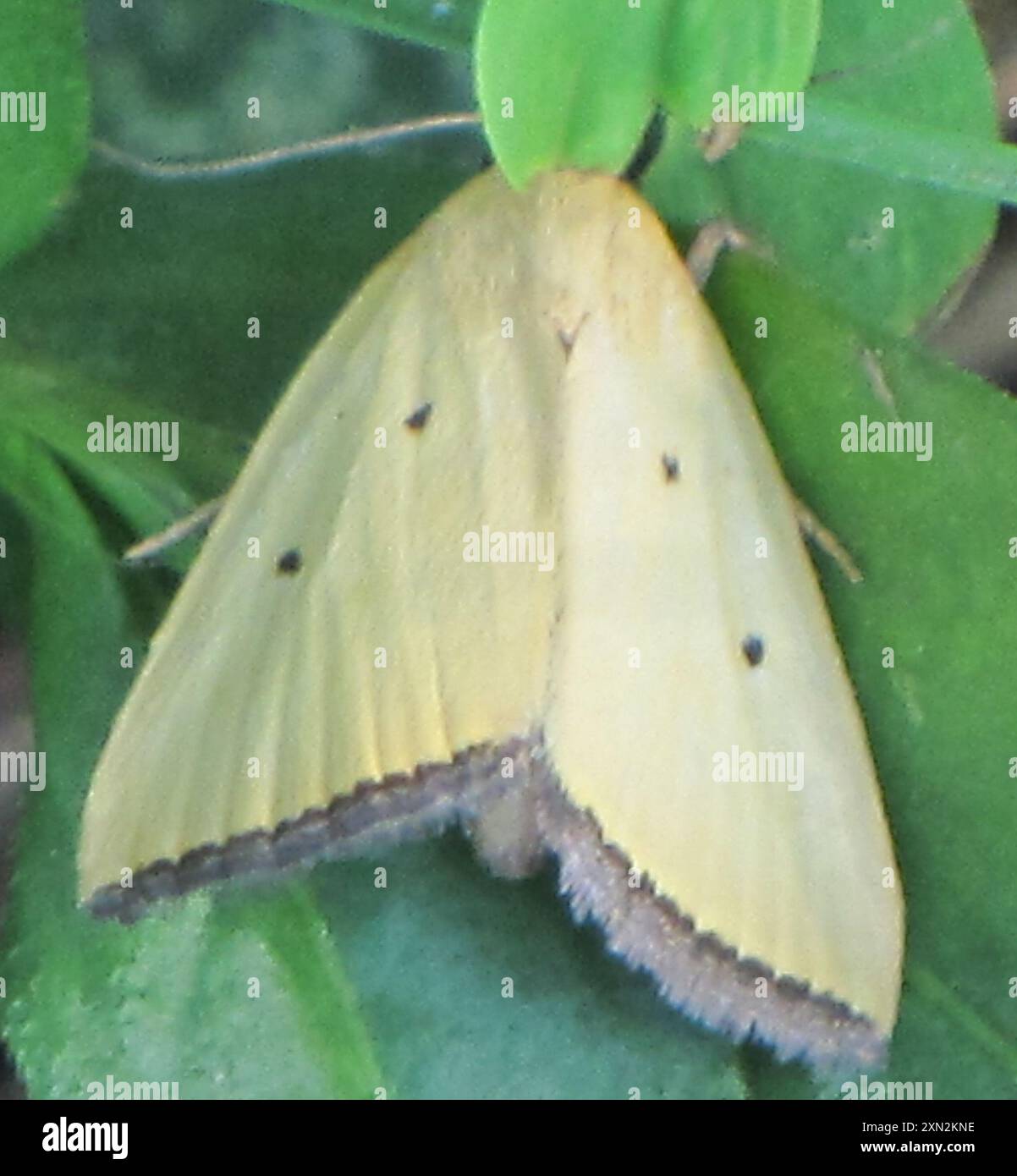 Black-bordered Lemon Moth (Marimatha nigrofimbria) Insecta Stock Photo ...