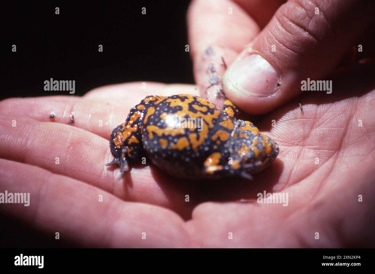 European Fire-Bellied Toad (Bombina bombina) Amphibia Stock Photo - Alamy