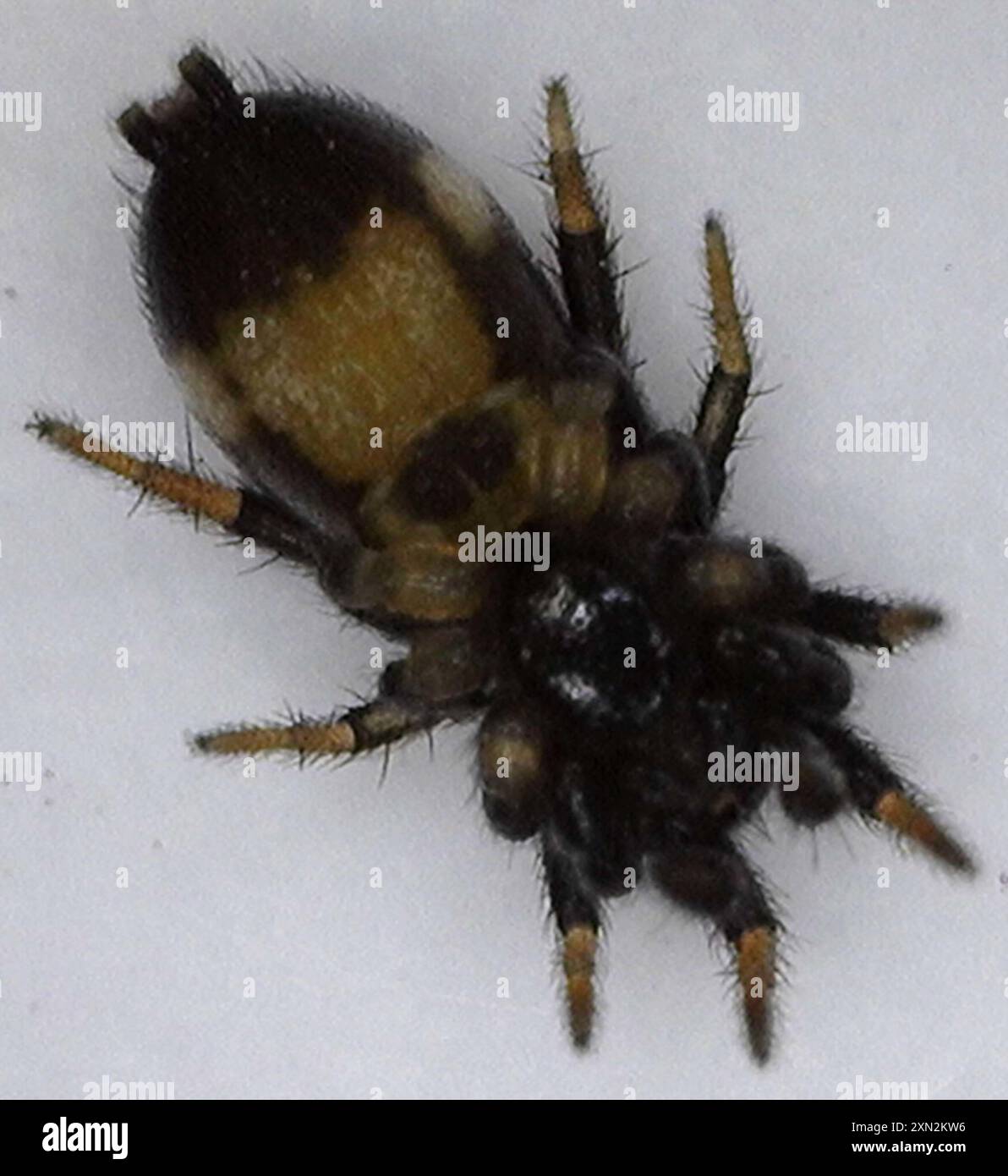 Spiders (Araneae) Arachnida Stock Photo - Alamy