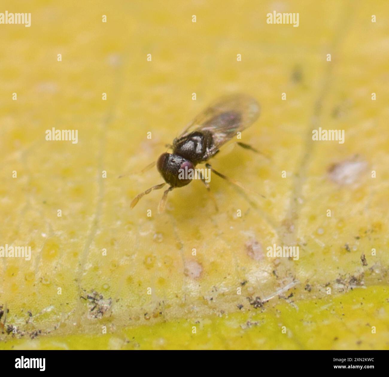 Chalcidoid Wasps (Chalcidoidea) Insecta Stock Photo - Alamy