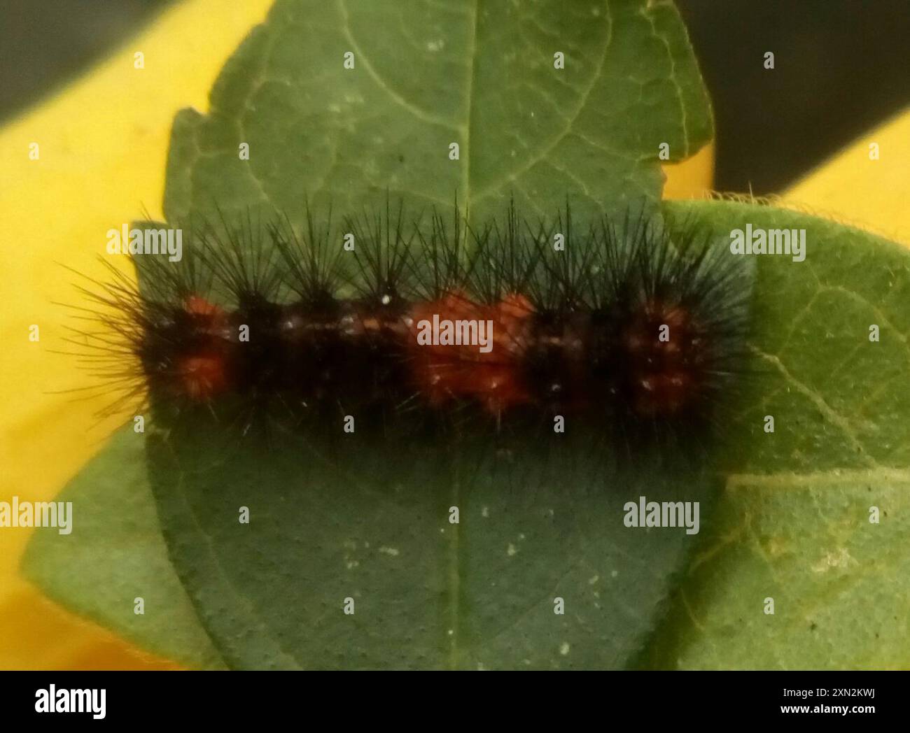Giant Leopard Moth (Hypercompe scribonia) Insecta Stock Photo - Alamy